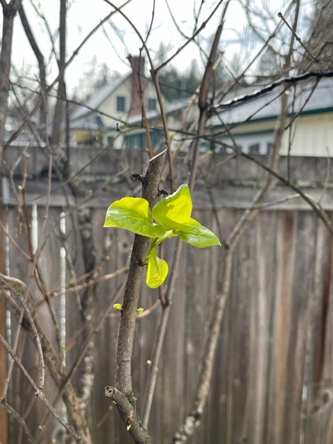 THE UNEXPECTED APPEARANCE OF HOPE | Garris Elkins